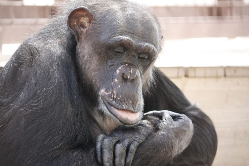 new_web_Negra eyes closed droopy lip arms crossed GH _MG_1898 ...