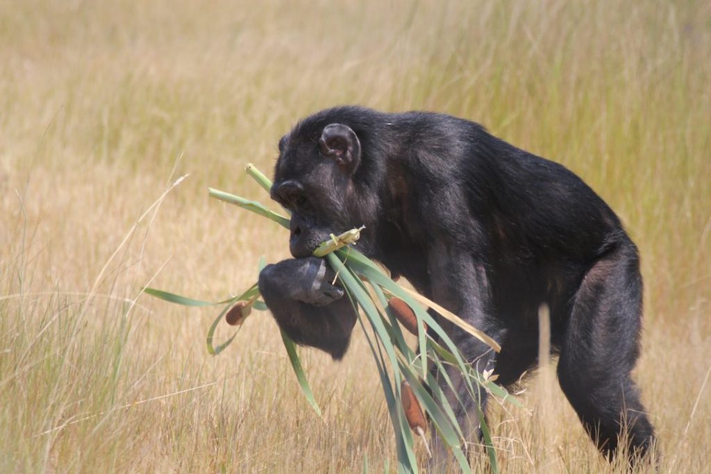 Chimpanzees and Cattails?