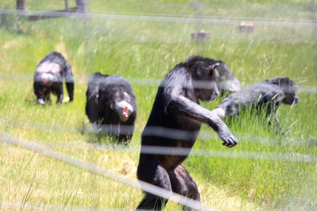 new_web_Six_chimps_forage_YH_jb_IMG_8852 copy - Chimpanzee Sanctuary ...