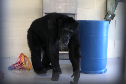 Happy World Chimpanzee Day!