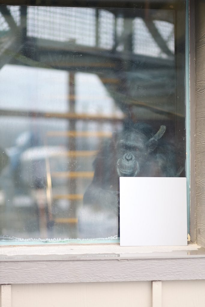Through a Window