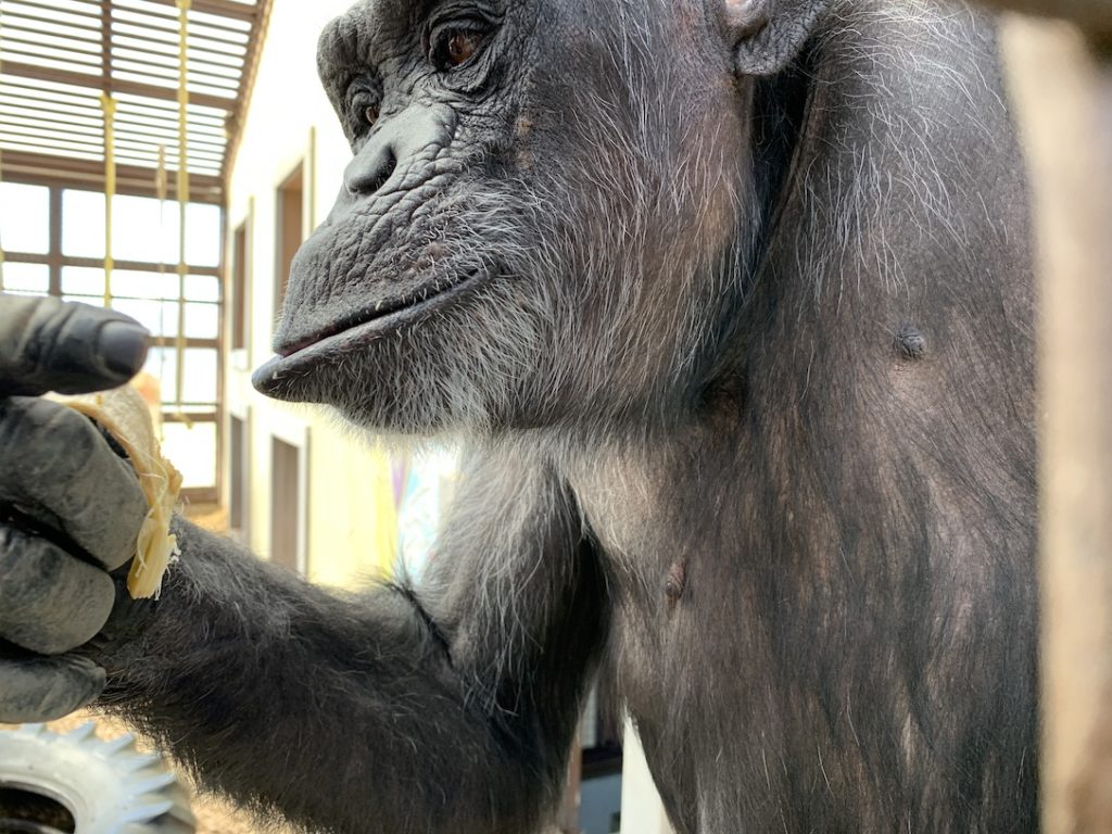 chimps and bananas Archives - Chimpanzee Sanctuary Northwest