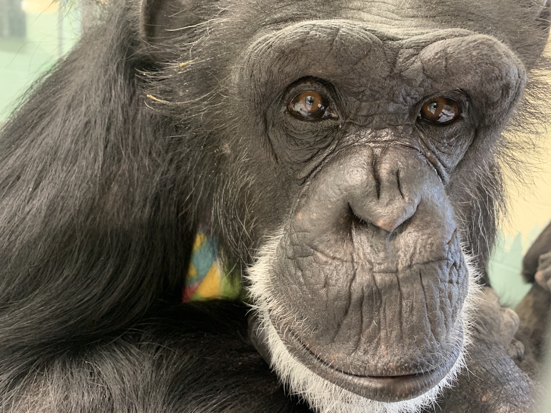 Chimp ID: Lucky