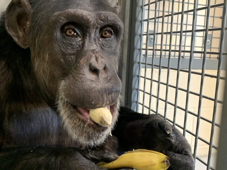 chimps and bananas Archives - Chimpanzee Sanctuary Northwest