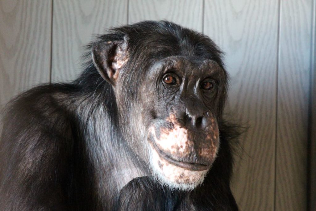 Busy Chimp House Day!
