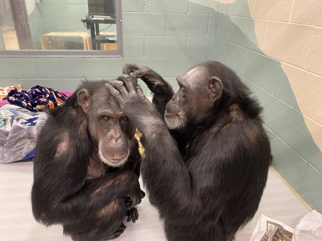 Chimpanzee Grooming