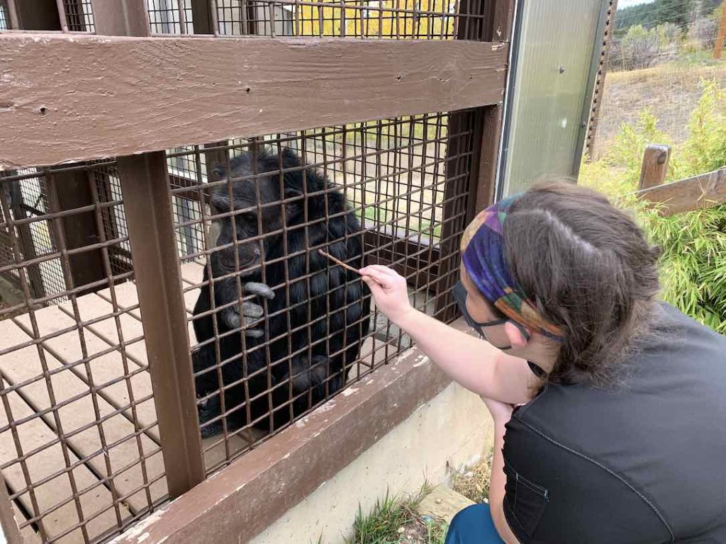 Chimpanzee Grooming