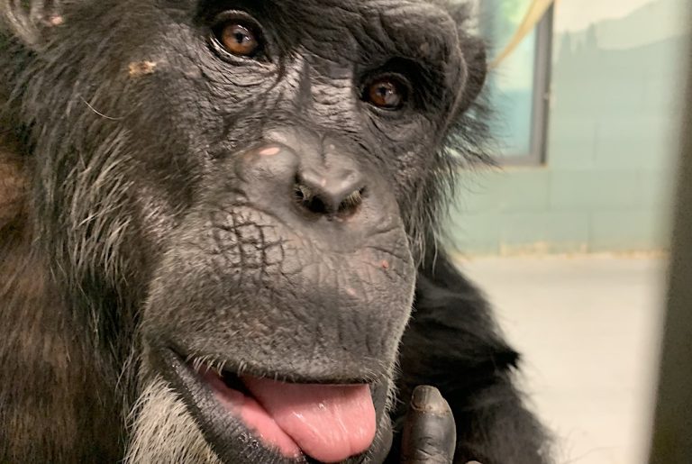 Chimp Crazy Documentary on HBO