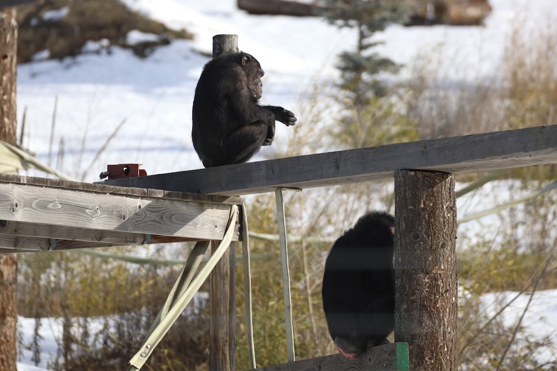 Chimpanzee Locomotion (in Snow)