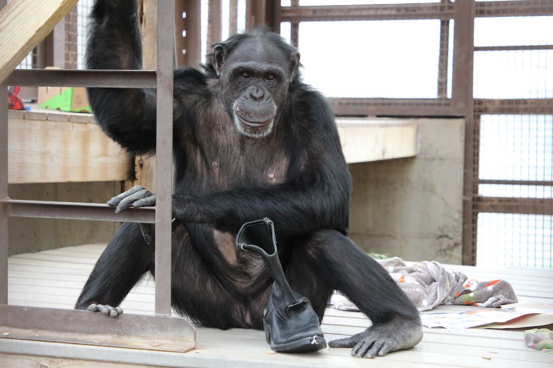 web_Jamie_sitting_platform_greenhouse_nest_to_boot_enrichment_toy_model ...