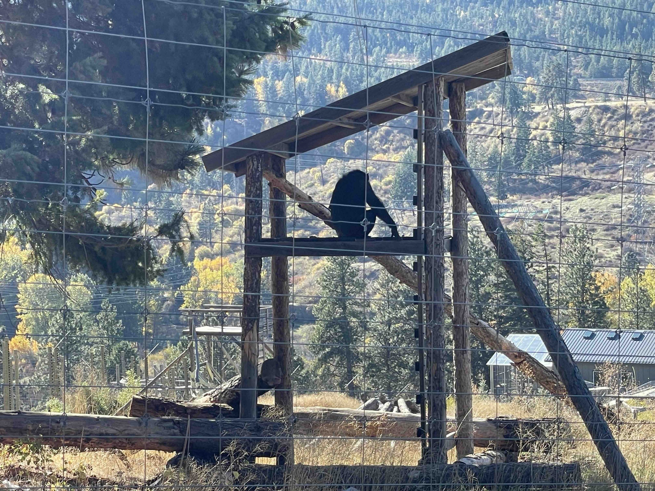 The Chimp Olympics